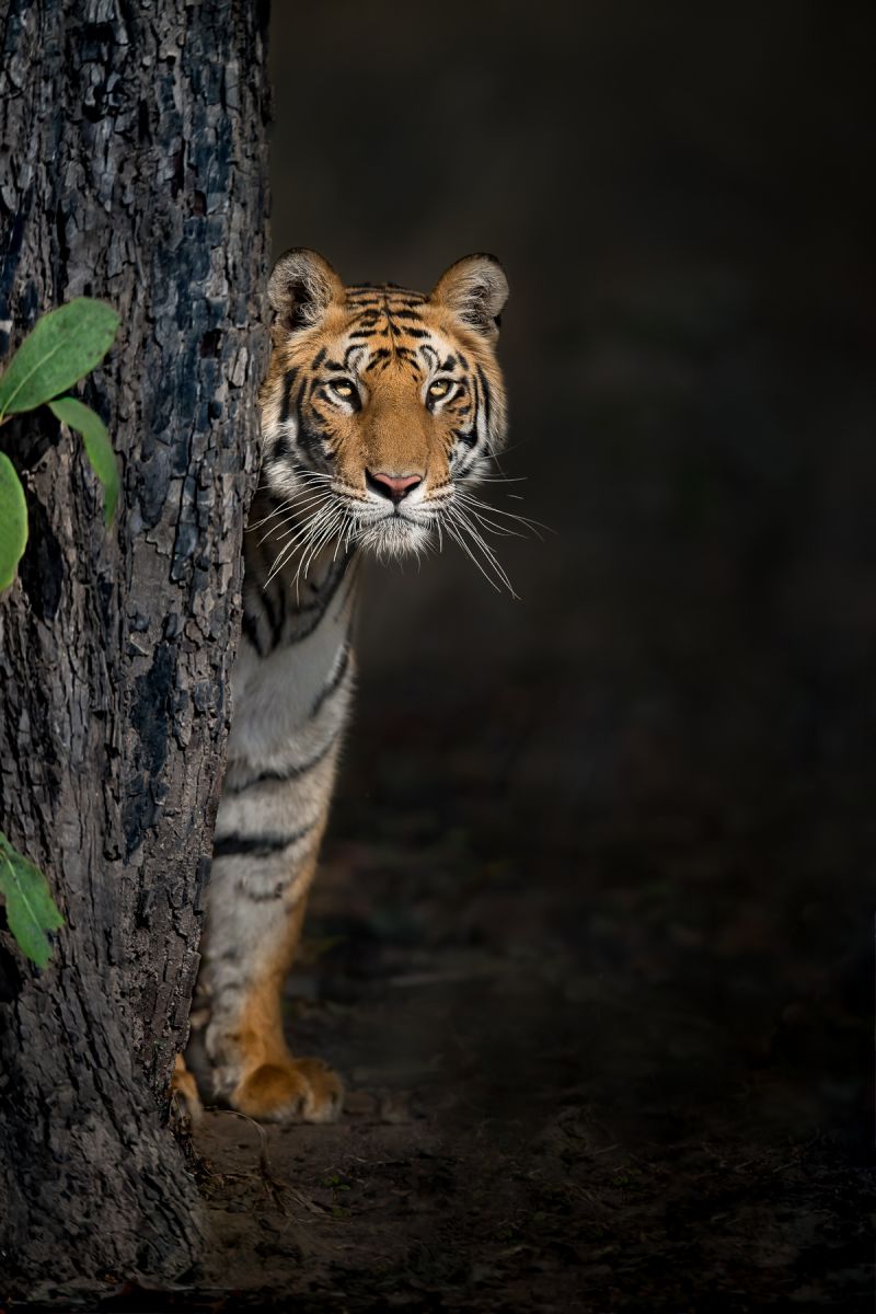Peeping Tiger | International Photo Awards