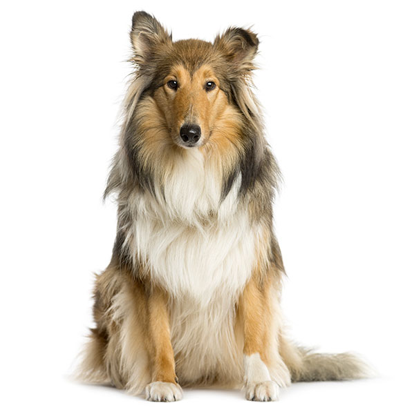 Collie Breed Facts, Information, and Characteristics | PuppySpot
