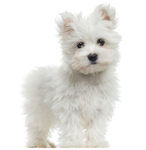 Maltese Breed Facts, Information, and Characteristics | PuppySpot