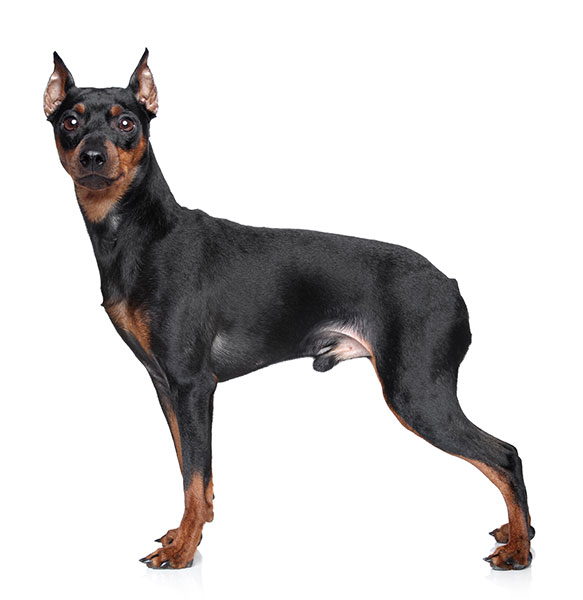 Miniature Pinscher Breed Facts, Information, and Characteristics ...