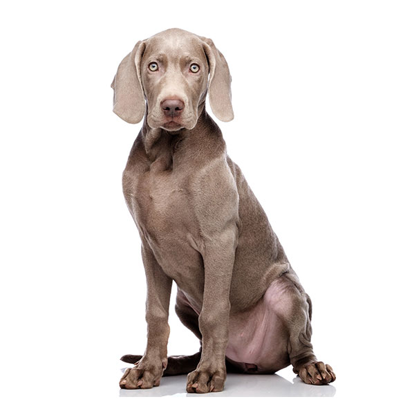 Weimaraner Breed Facts, Information, and Characteristics | PuppySpot
