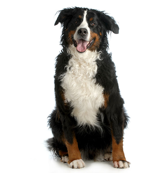 Bernese Mountain Dog Breed Facts, Information, and Characteristics ...