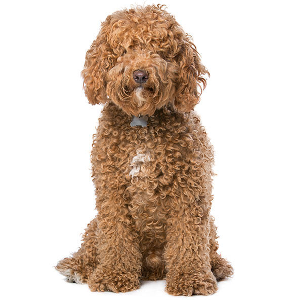Labradoodle Breed Characteristics | PuppySpot