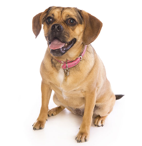 Puggle Breed Facts, Information, and Characteristics | PuppySpot