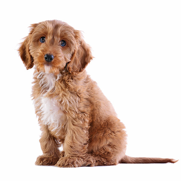 Cockapoo Breed Facts, Information, and Characteristics | PuppySpot