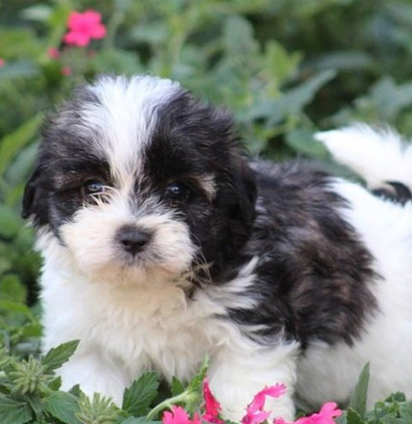 Mal-Shi Breed Facts, Information, and Characteristics | PuppySpot