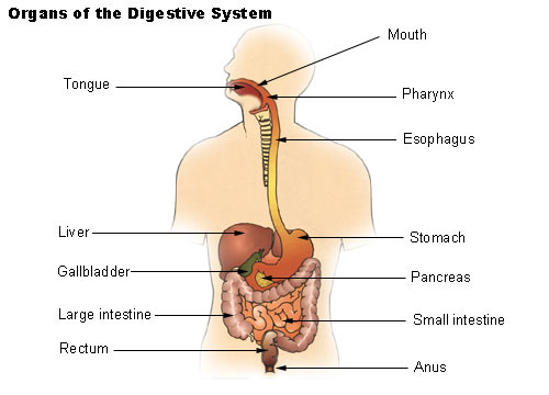 Human Body Systems Review Human Anatomy Quiz Quizizz human-body-systems-review-human-anatomy-quiz-quizizz