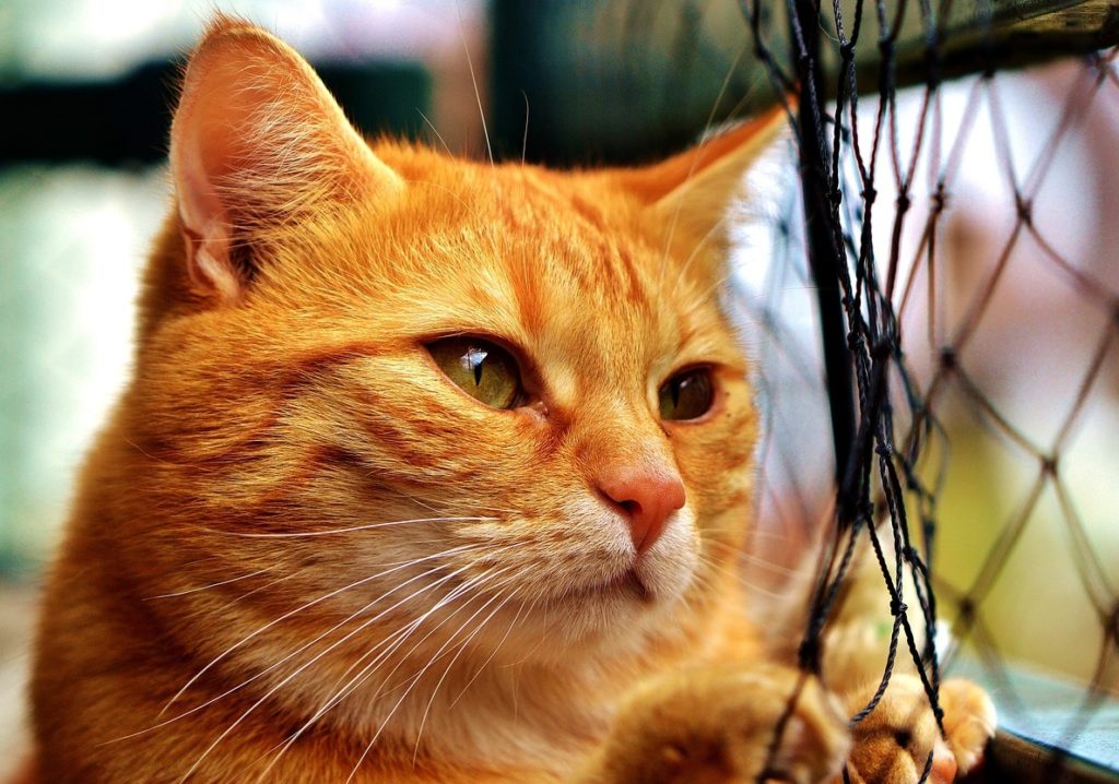 Landlords Reasonable Pet Restrictions For Your Rental Property Real Landlords Reasonable Pet Restrictions For Your Rental Property Real