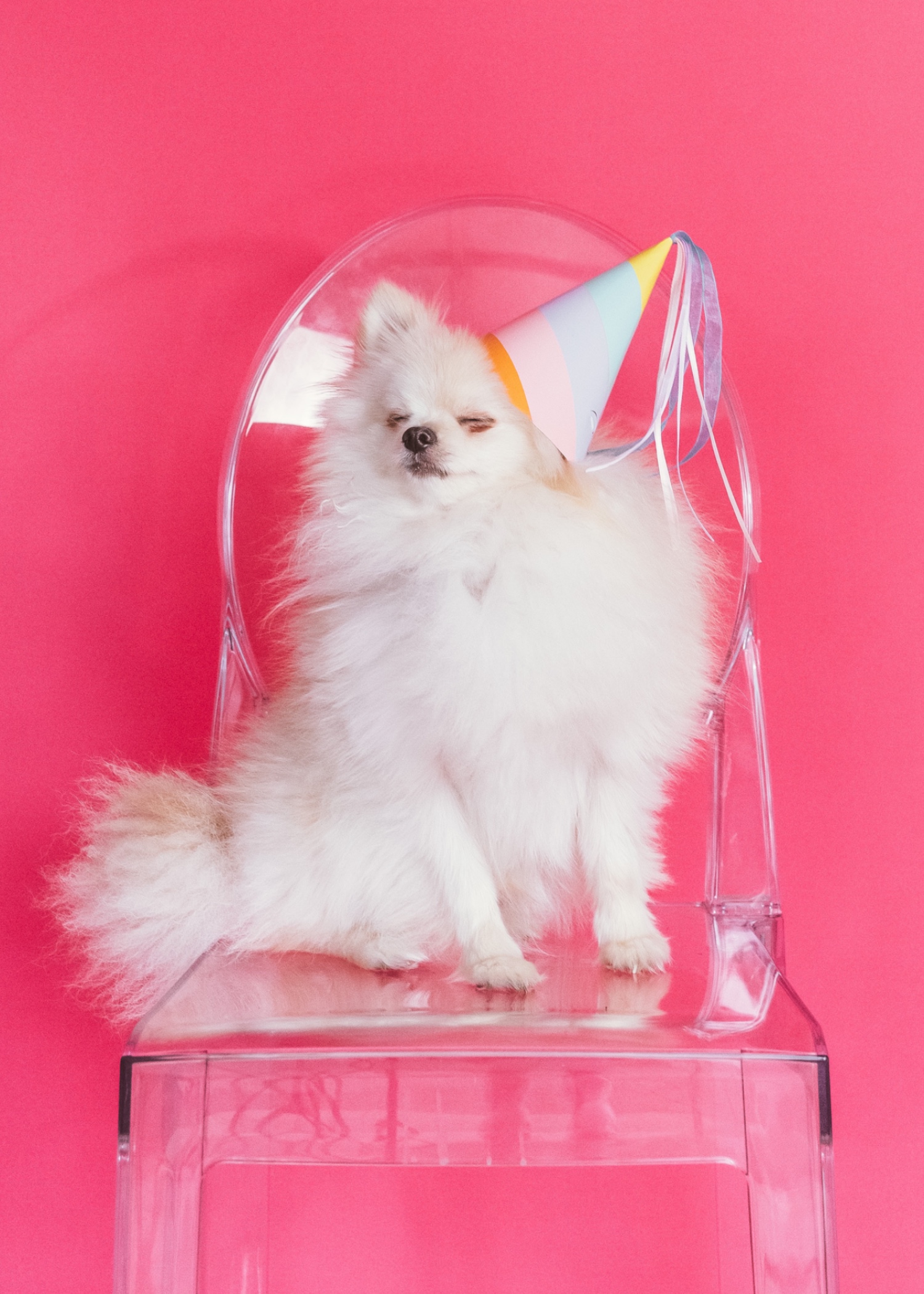Fluffy Princess Send A Birthday Card To A Dog Lover Birthday Fluffy Princess Send A Birthday Card To A Dog Lover Birthday