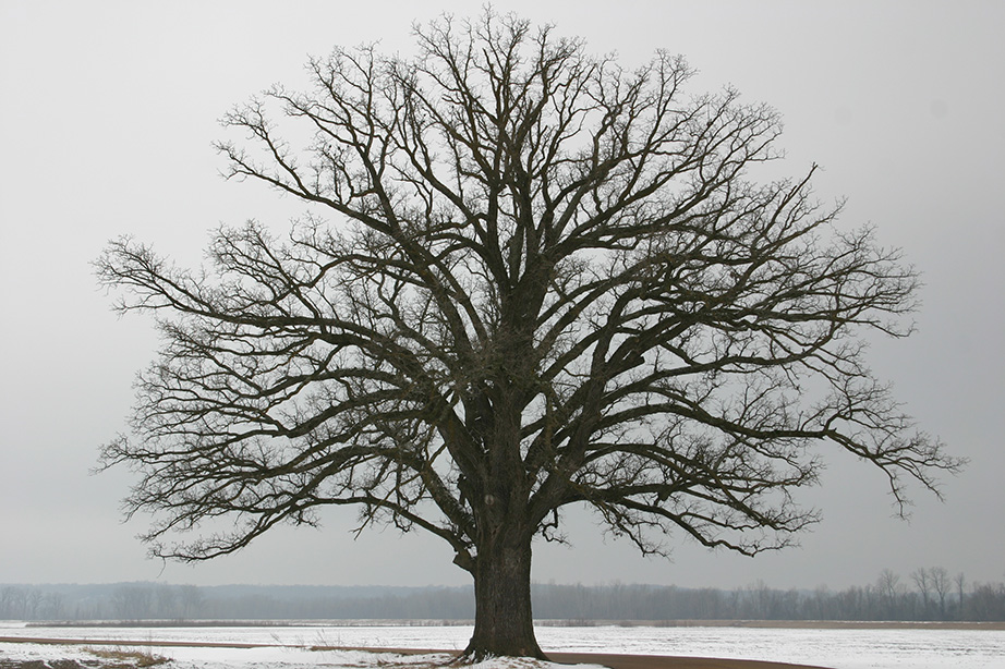 Css Treeview Controls Devil In The Details By Kurt Cagle On Codepen