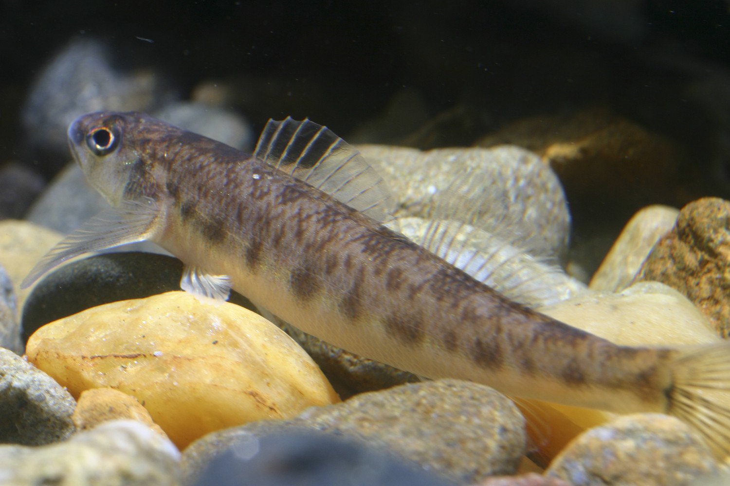 Threatened Fish Receives 524 Miles of Lifesaving Habitat in Mississippi ...