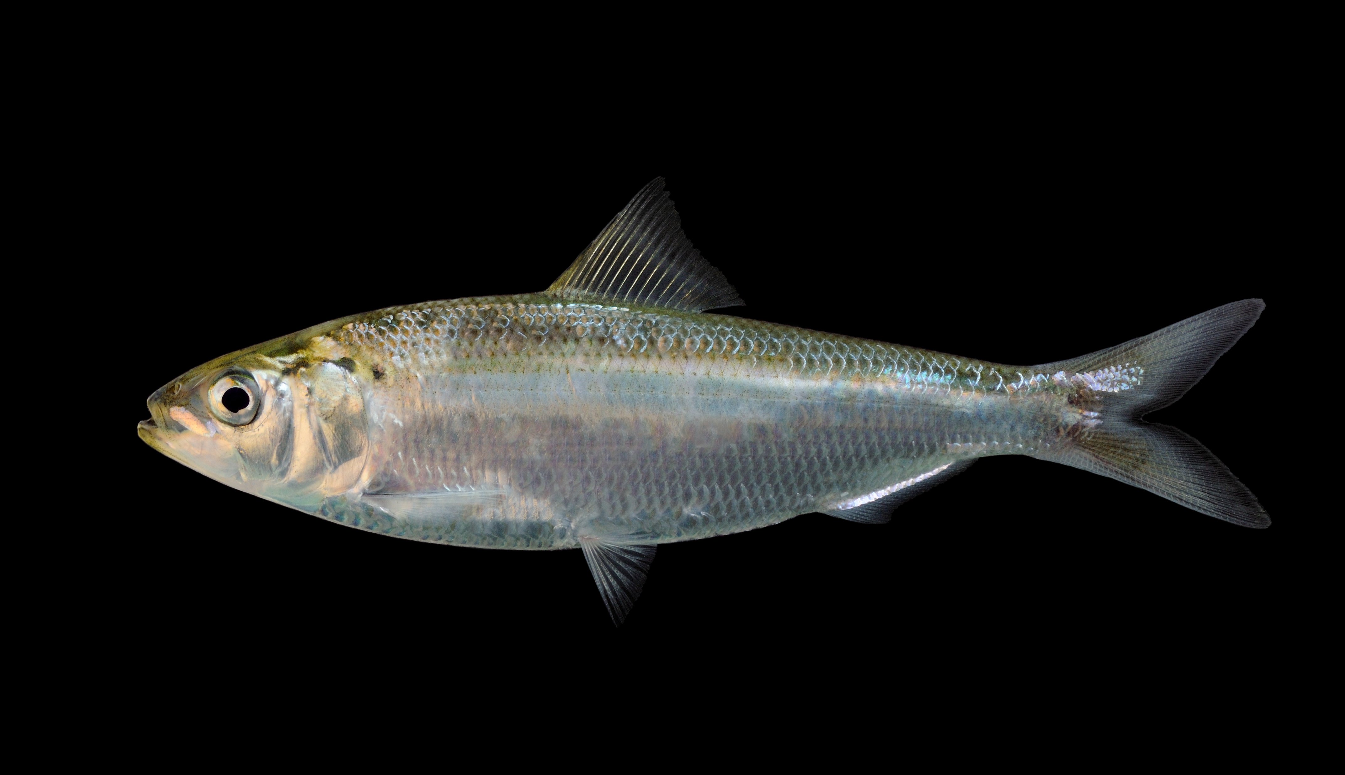 Alabama Shad One Step Closer to Endangered Species Protection - Center ...