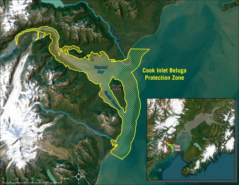 Petition Aims to Protect Alaska’s Cook Inlet Belugas From Industrial ...