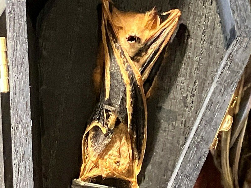 Endangered Species Act Protections Sought for Painted Woolly Bats - Center for Biological Diversity