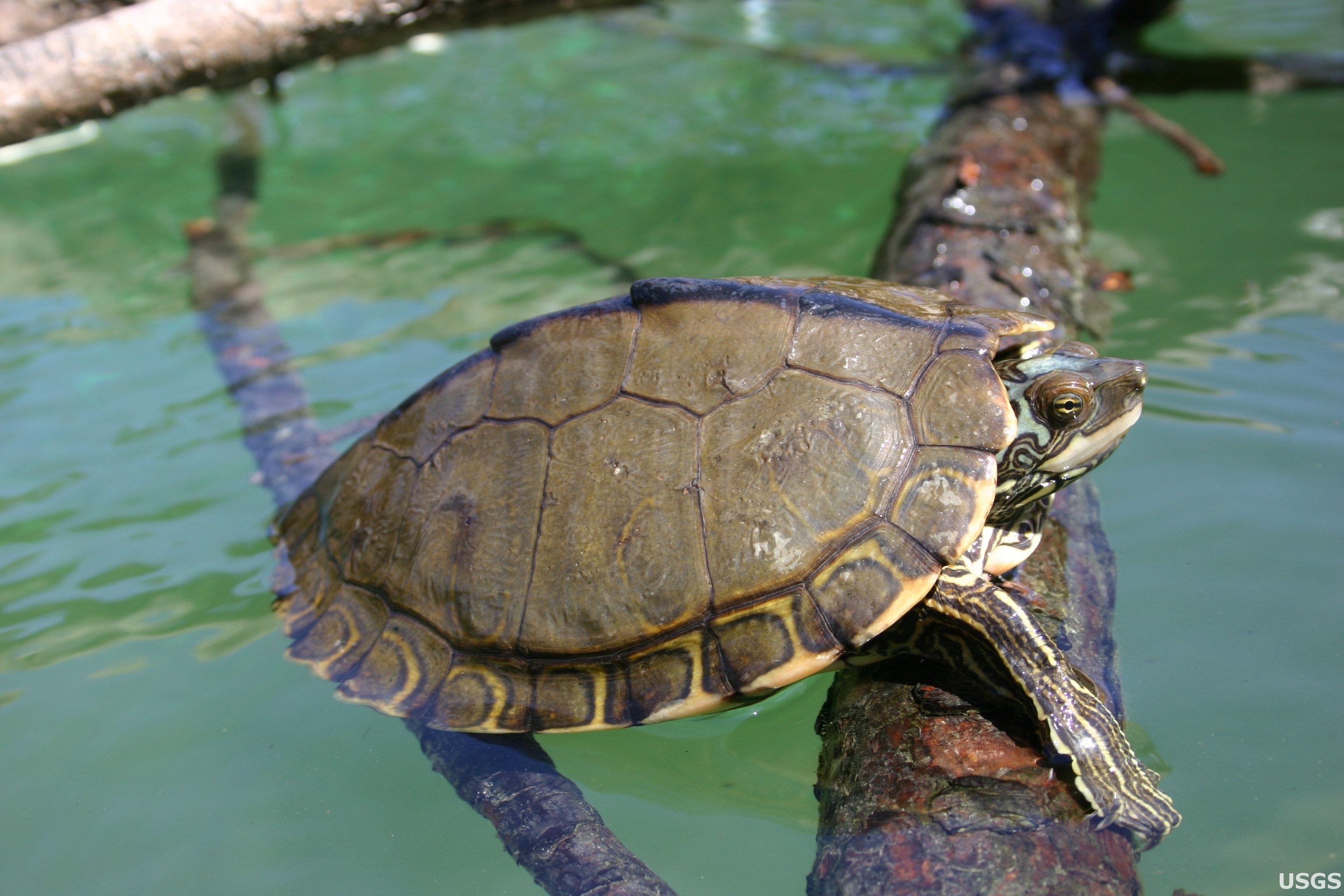 Pearl River Map Turtles Finally Protected in Mississippi, Louisiana ...