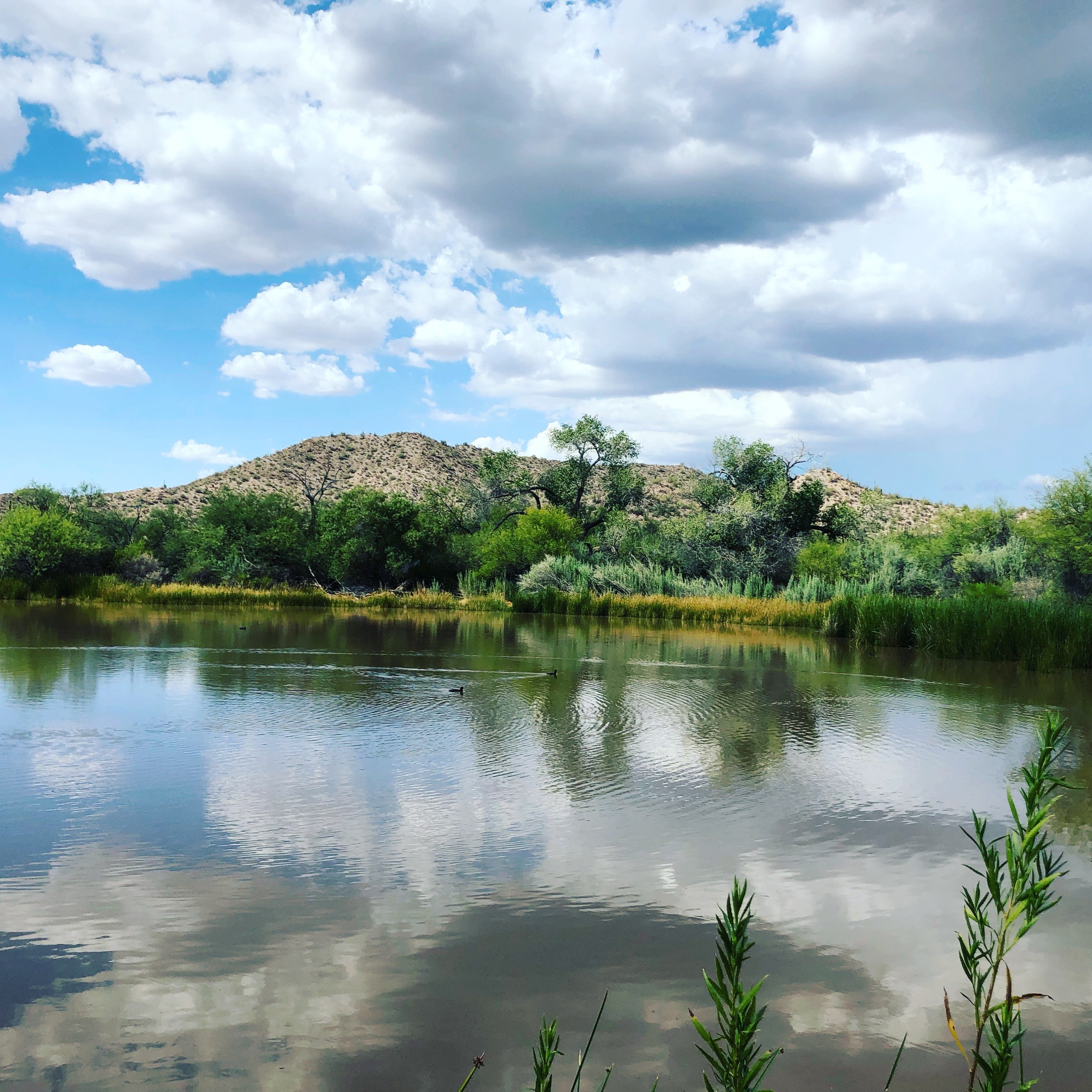 Rare Arizona Springsnail Proposed for Endangered Species Act Protection ...