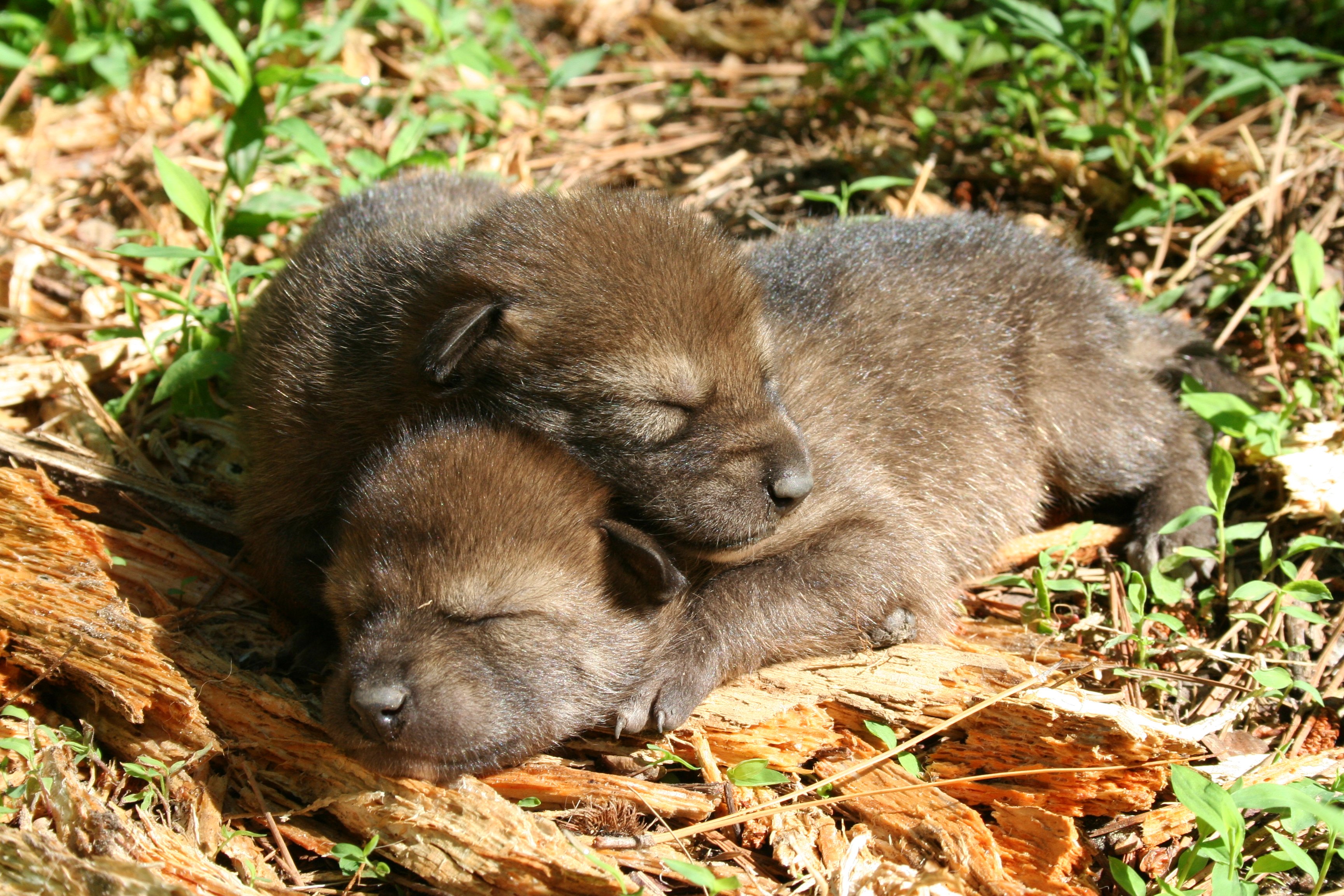 Five Red Wolf Pups Die After Vehicle Kills Their Father in North ...