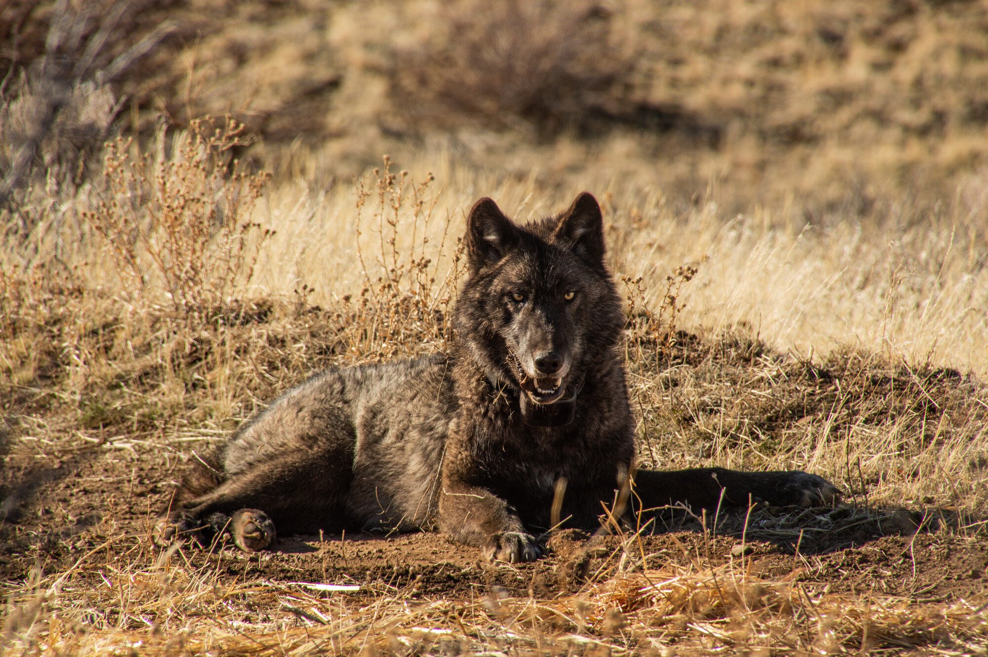 New California Wolf Map Aims to Prevent Conflict - Center for ...