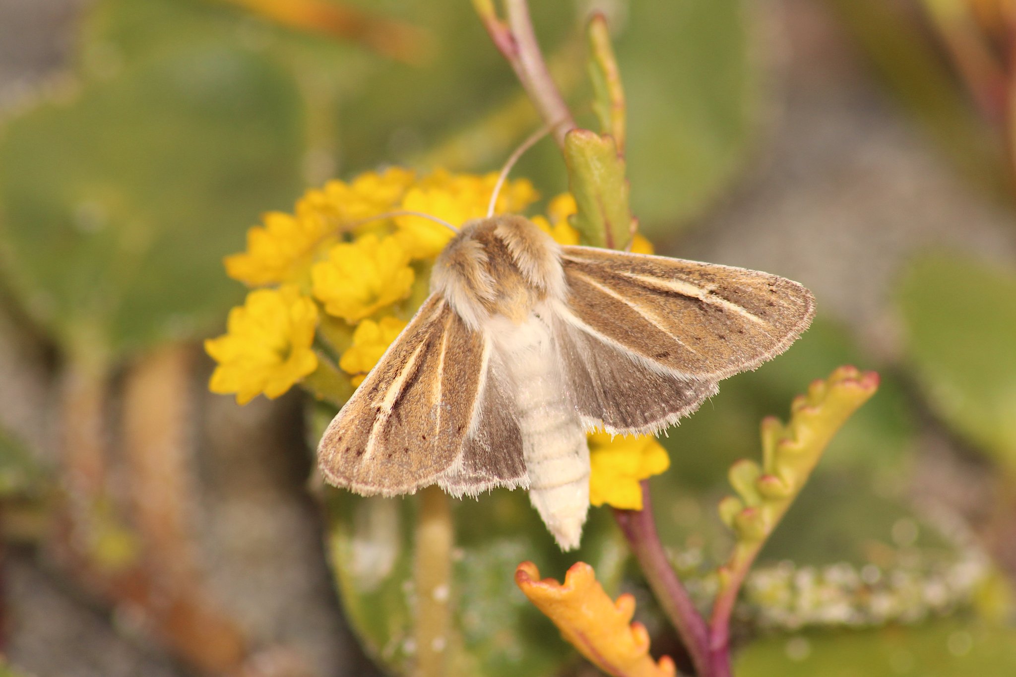 Lawsuit Seeks Endangered Species Act Protections for Washington’s Sand ...