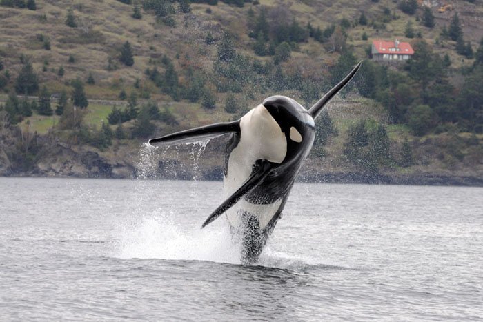 Southern Resident Orcas Receive Oregon Endangered Species Protections ...