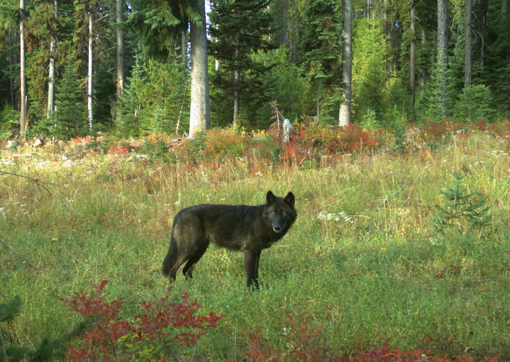 Oregon’s Wolf Population Grows to 22 Packs, 158 Animals - Center for ...