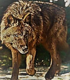 The Alpha Wolf Pack - ScoreStream