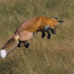 Denny Fox - ScoreStream