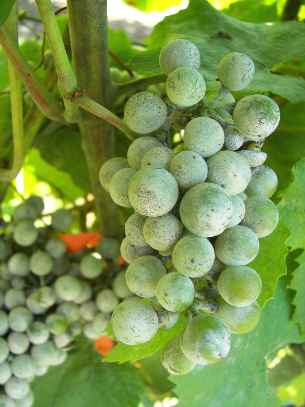 $4.75 million grant paves way for fungicide-resistance research in new ...