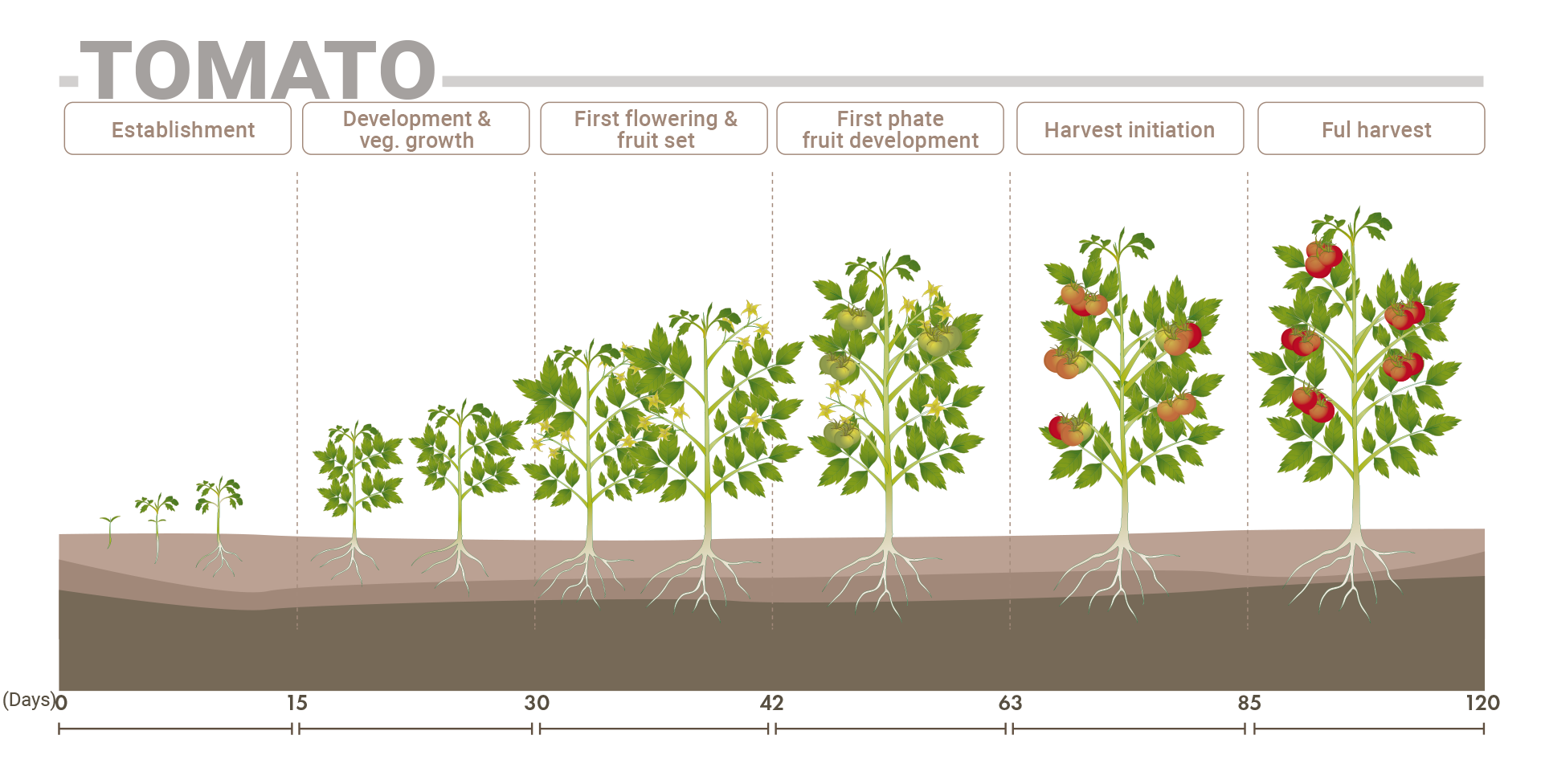 Tomato phenological phases and their nutrition requirements - SQM ...