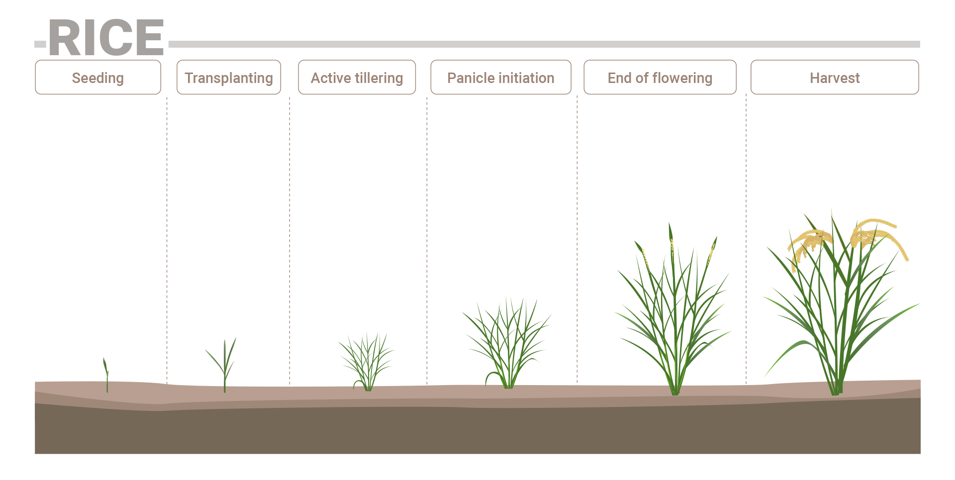 Rice phenological phases and their nutrition requirements - SQM ...