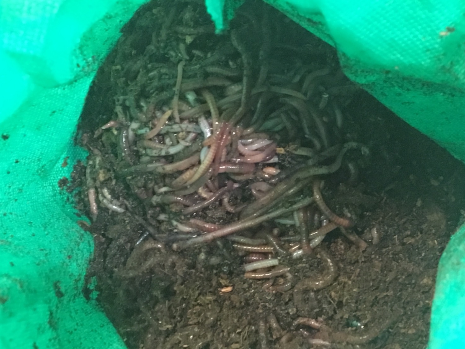 500 Red Composting Worm Mix - Uncle Jim's Worm Farm