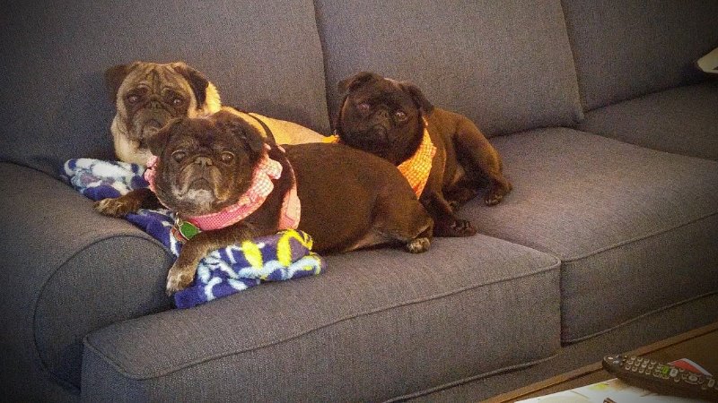 Pug Care Combo for Your Pug's Dry Nose, Rough Paws & Itchy Skin Issues