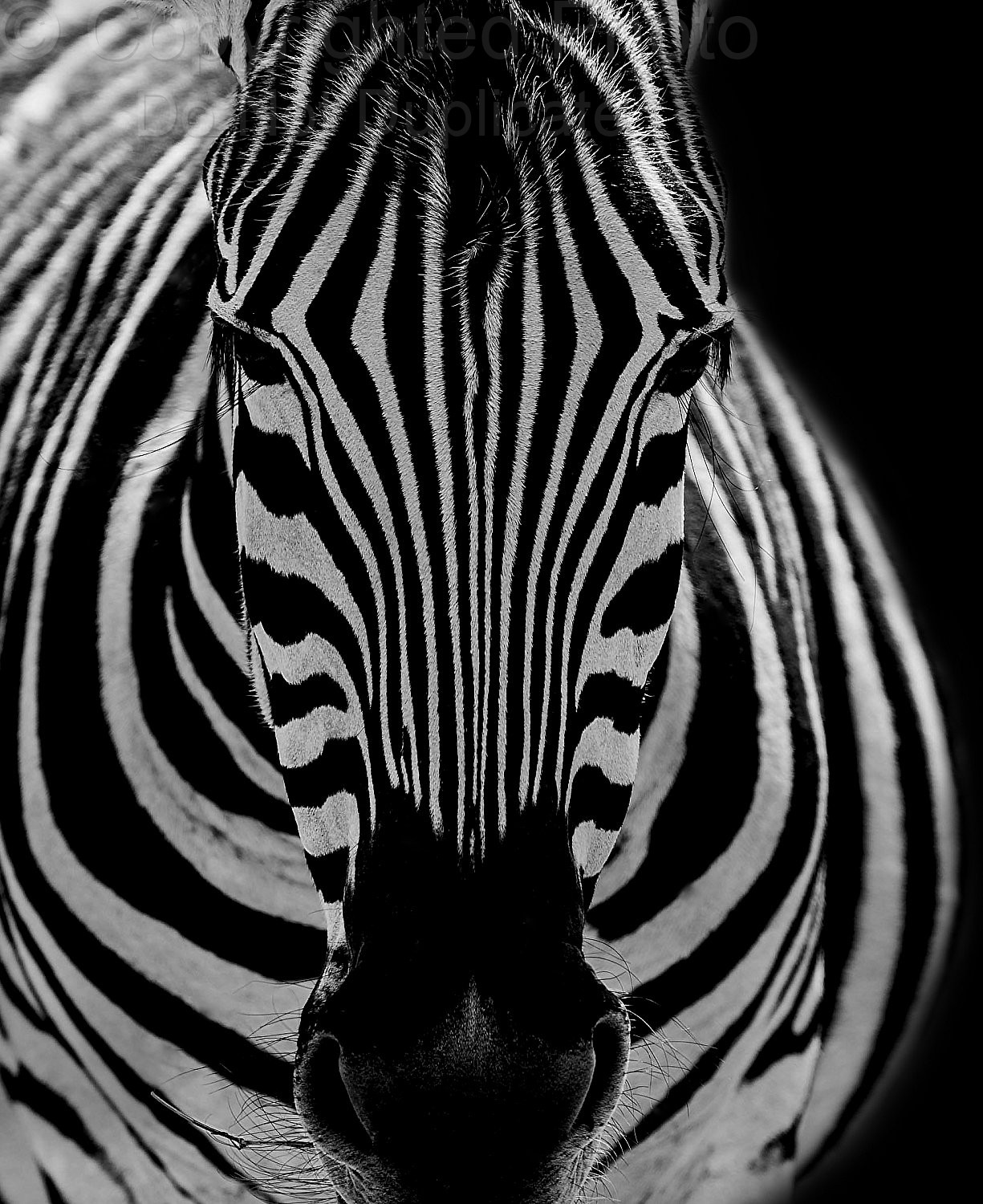 Zebra - Animal Prints - all photographed by myself in Kruger National ...