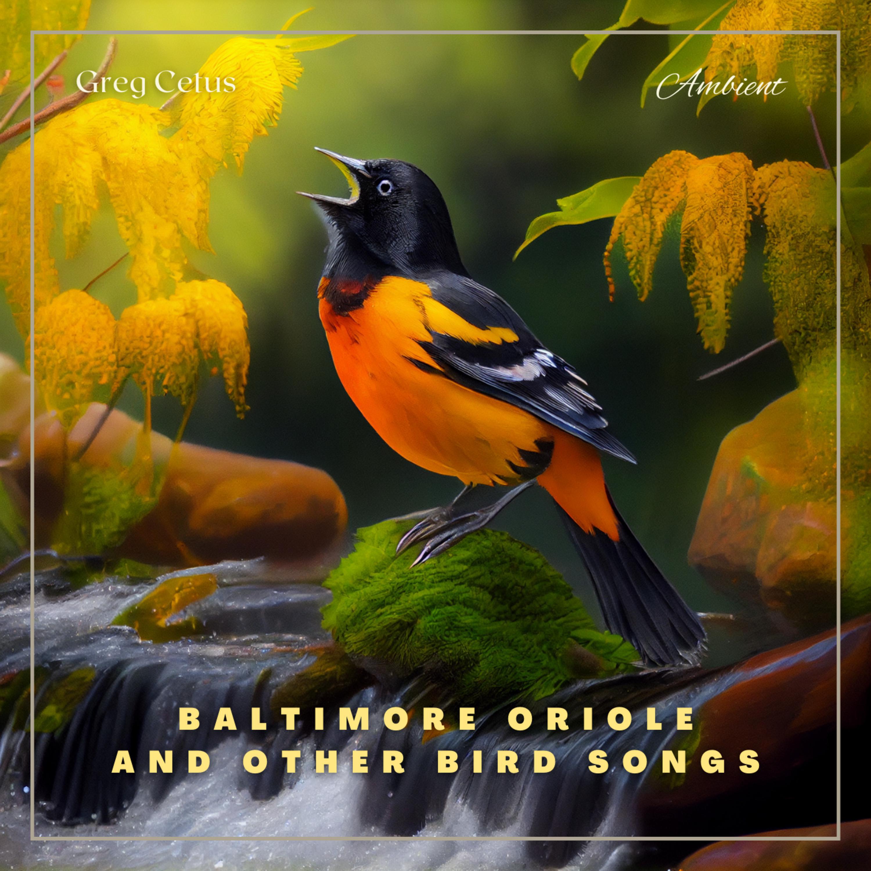 Baltimore Oriole and Other Bird Songs: Nature Sounds for Yoga and ...