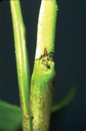 Oriental Fruit Moth (OFM) in Stone Fruit | Tree Fruit Postharvest ...