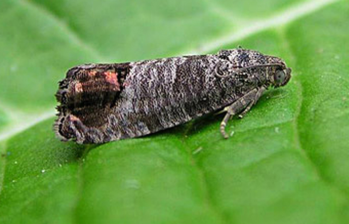 Oriental Fruit Moth (OFM) in Stone Fruit | Tree Fruit Postharvest ...