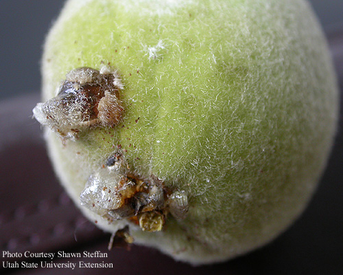 Oriental Fruit Moth (OFM) in Stone Fruit | Tree Fruit Postharvest ...