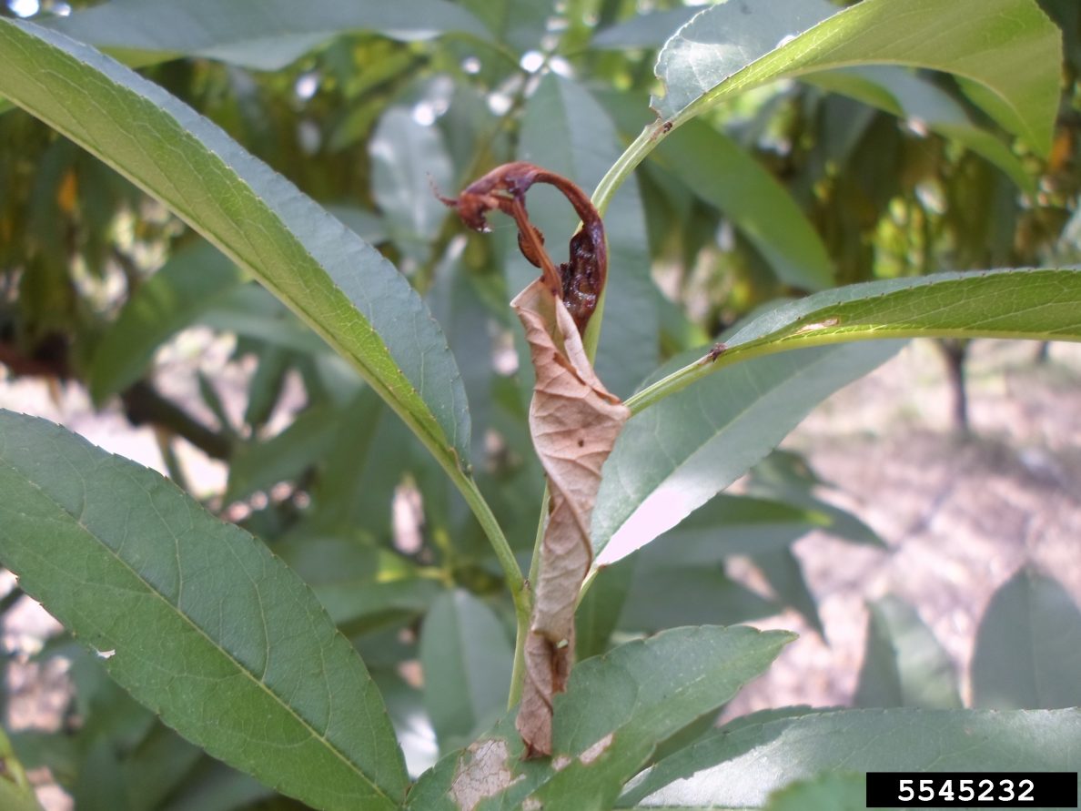 Oriental Fruit Moth (OFM) in Stone Fruit | Tree Fruit Postharvest ...