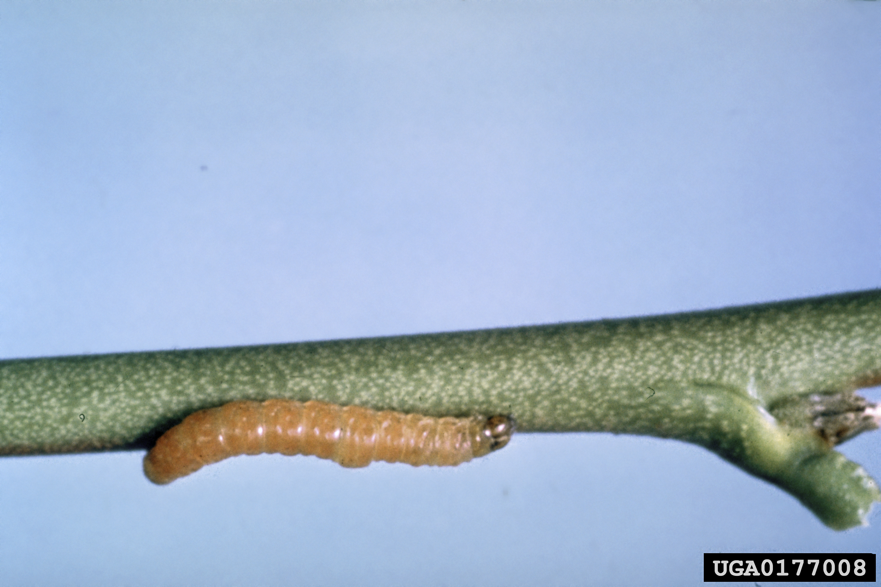 Oriental Fruit Moth (OFM) in Stone Fruit | Tree Fruit Postharvest ...