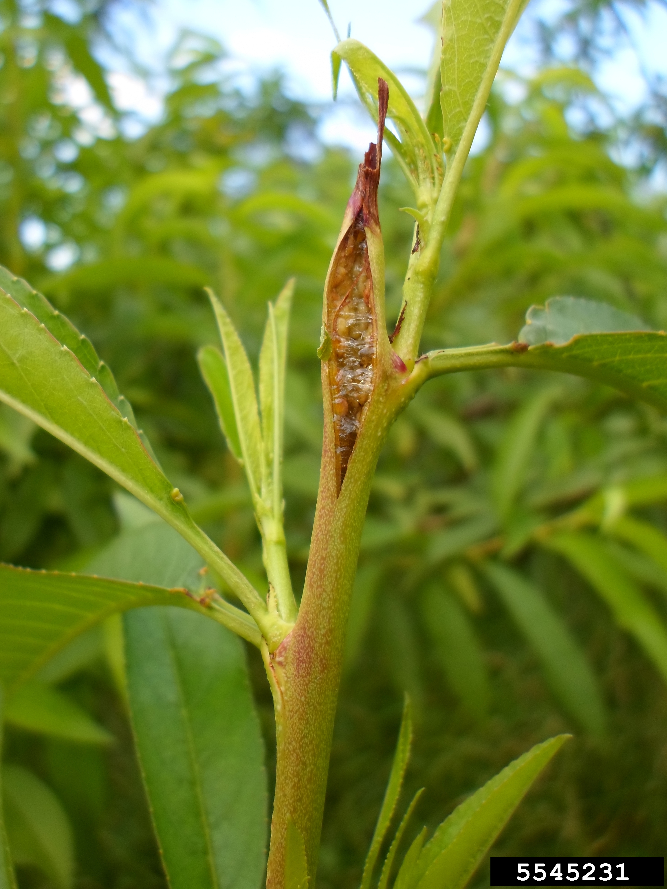 Oriental Fruit Moth (OFM) in Stone Fruit | Tree Fruit Postharvest ...