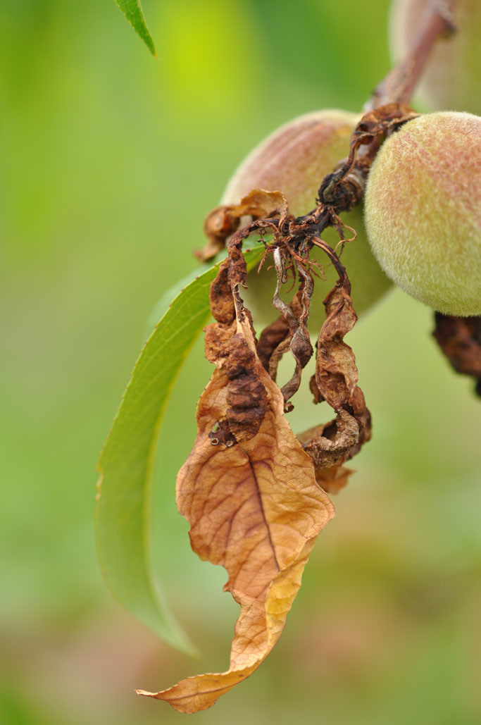 Oriental Fruit Moth (OFM) in Stone Fruit | Tree Fruit Postharvest ...