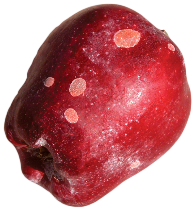 Mechanical & Field Injury | Tree Fruit Postharvest Export Education ...