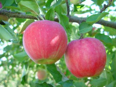 Apple Variety Releases | Pome Fruit Breeding Program | Washington State University