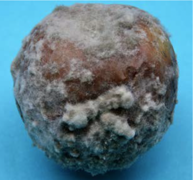 Gray Mold | WSU Tree Fruit | Washington State University