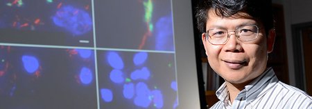 Dr. Zhijian 'James' Chen: Unlocking the Immune System | Discovery | UT ...