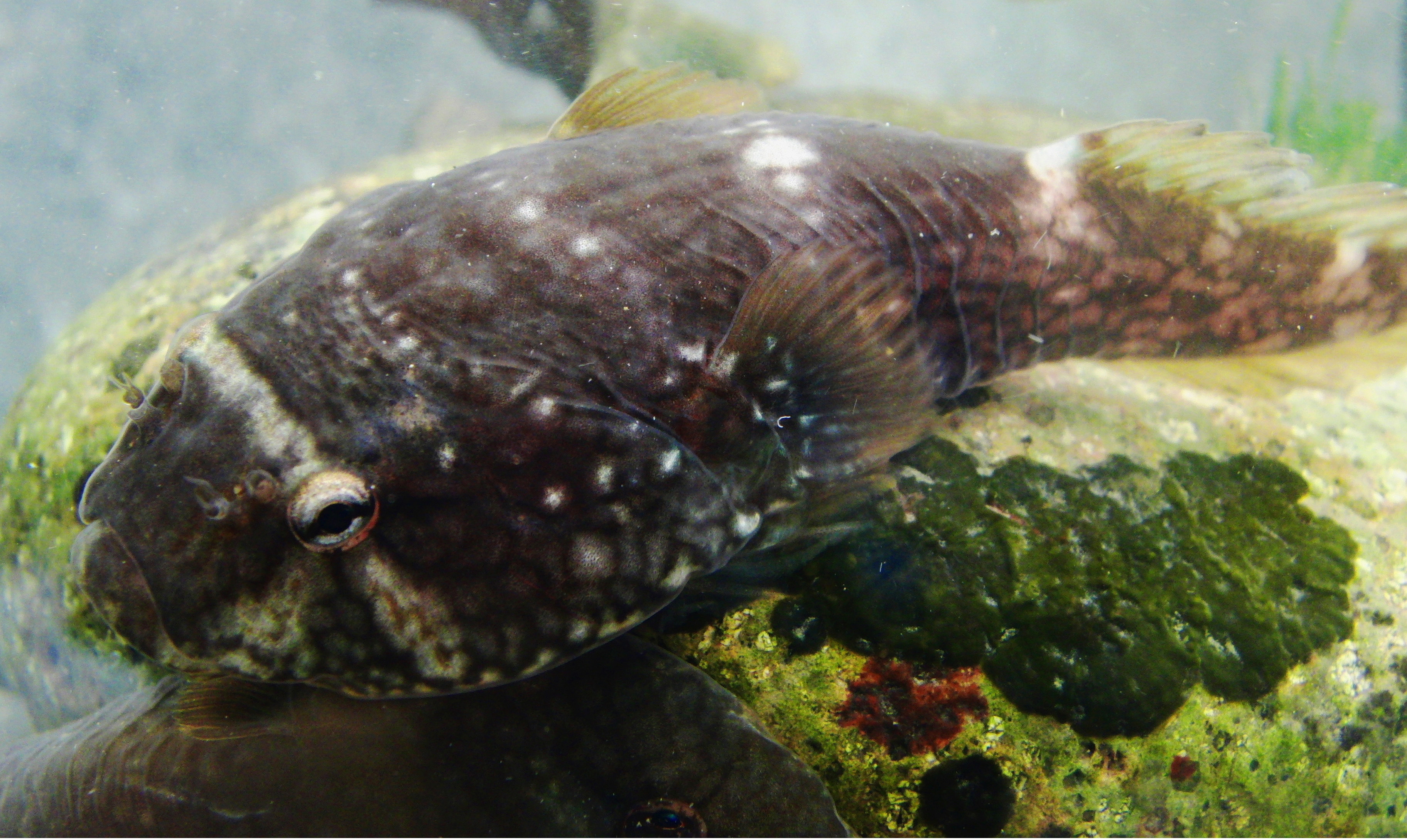 Puget Sound’s clingfish could inspire better medical devices, whale ...