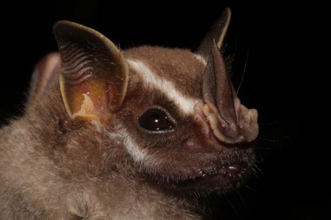 Bats evolved diverse skull shapes due to echolocation, diet | UW News