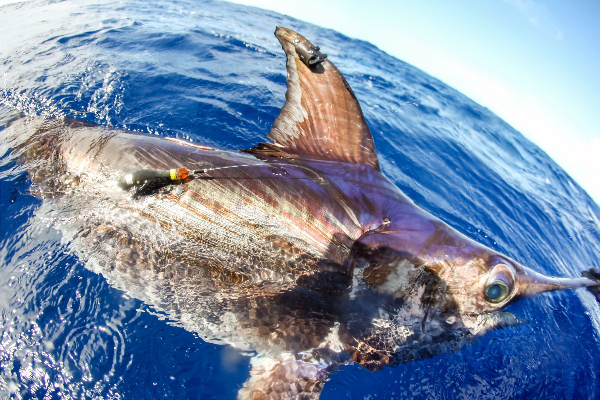 Swordfish As Oceanographers Satellite Tags Allow Research Of Ocean s