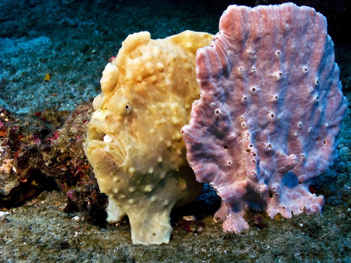 Anatomy of a frogfish: New book explores world of fishes with arms and ...