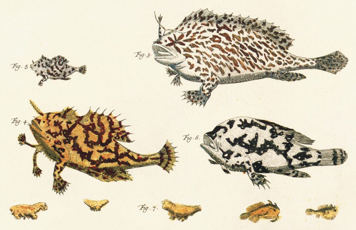 Anatomy of a frogfish: New book explores world of fishes with arms and ...